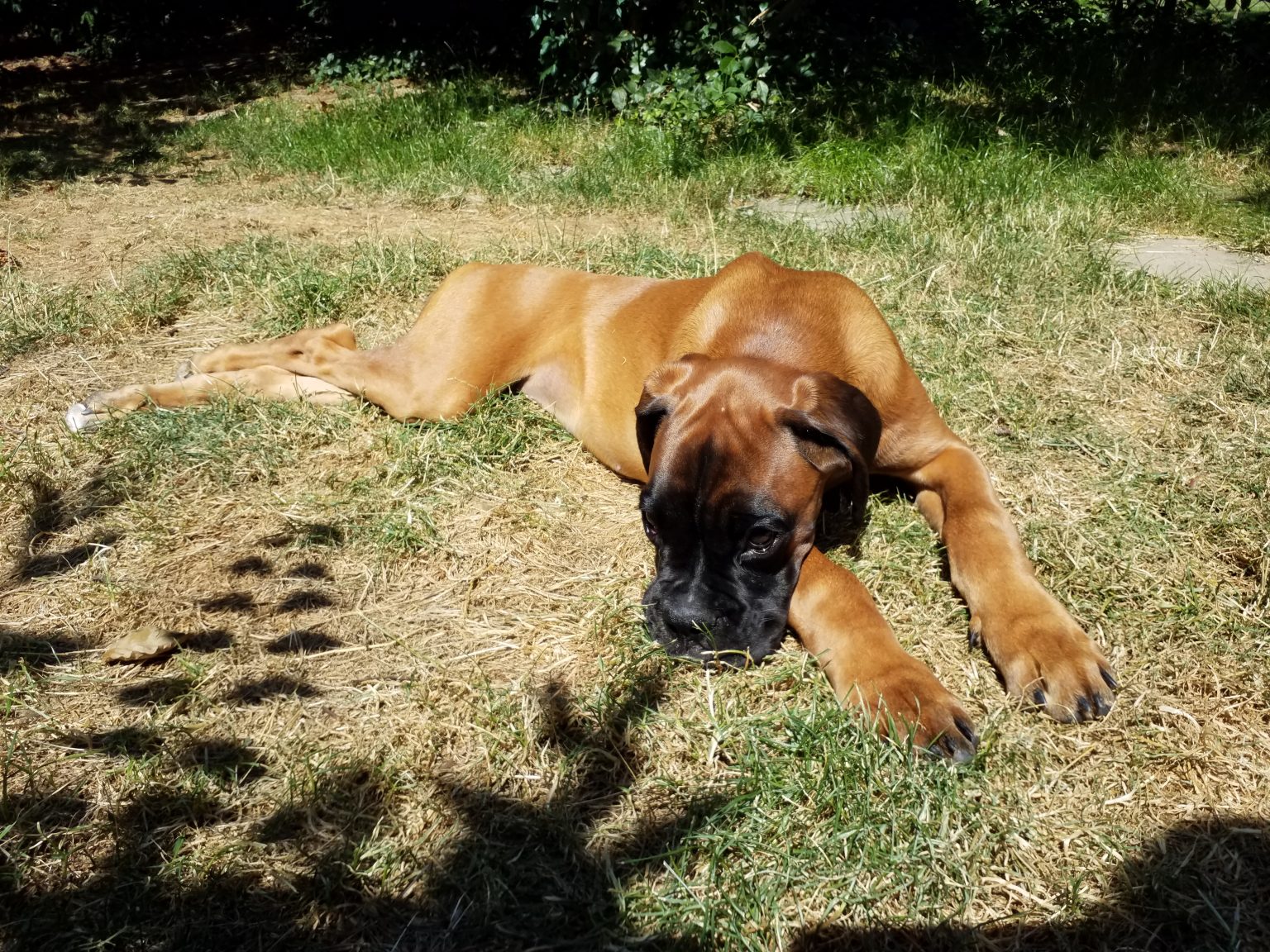 Giardien beim Hund Ernährung - Futter Tierarzt XaraVet®
